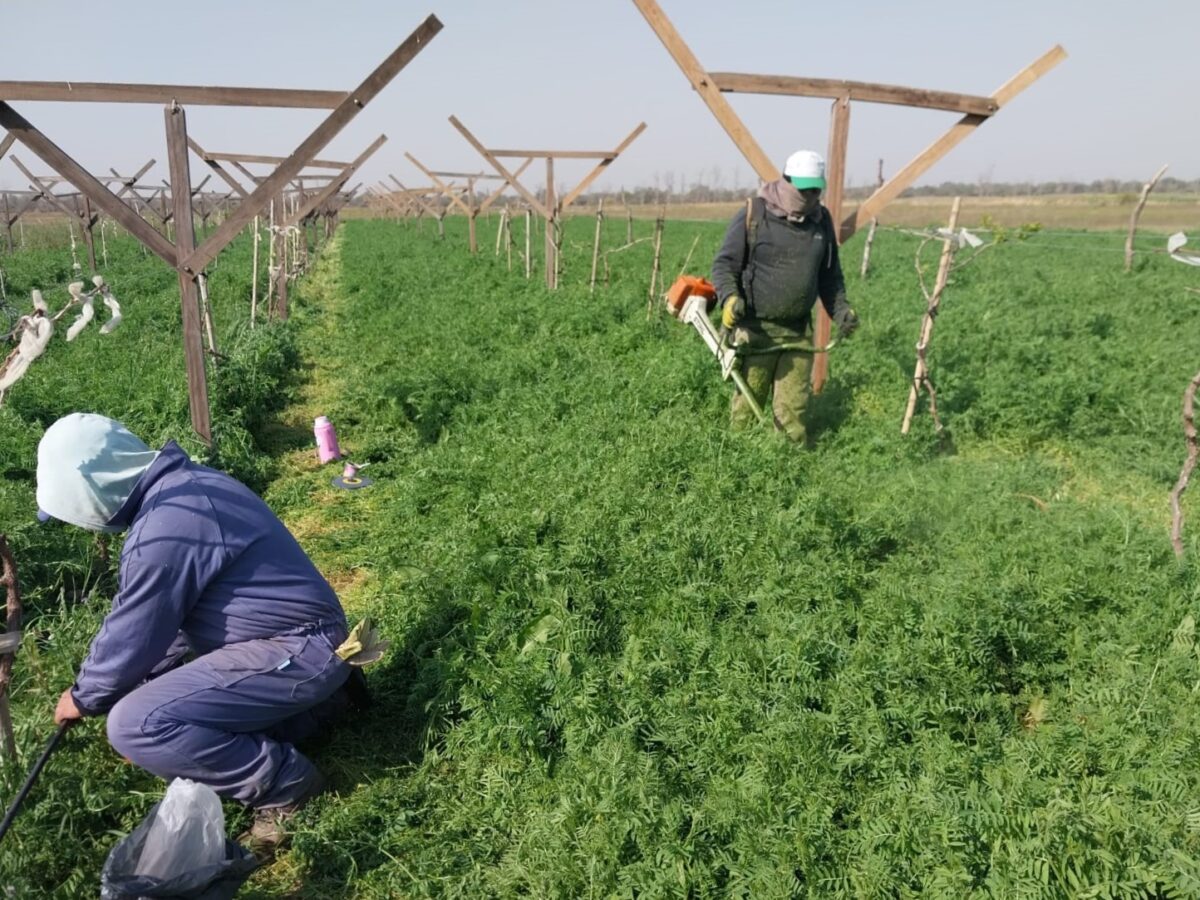 El módulo frutícola del INTA en Santiago del Estero impulsa la ...